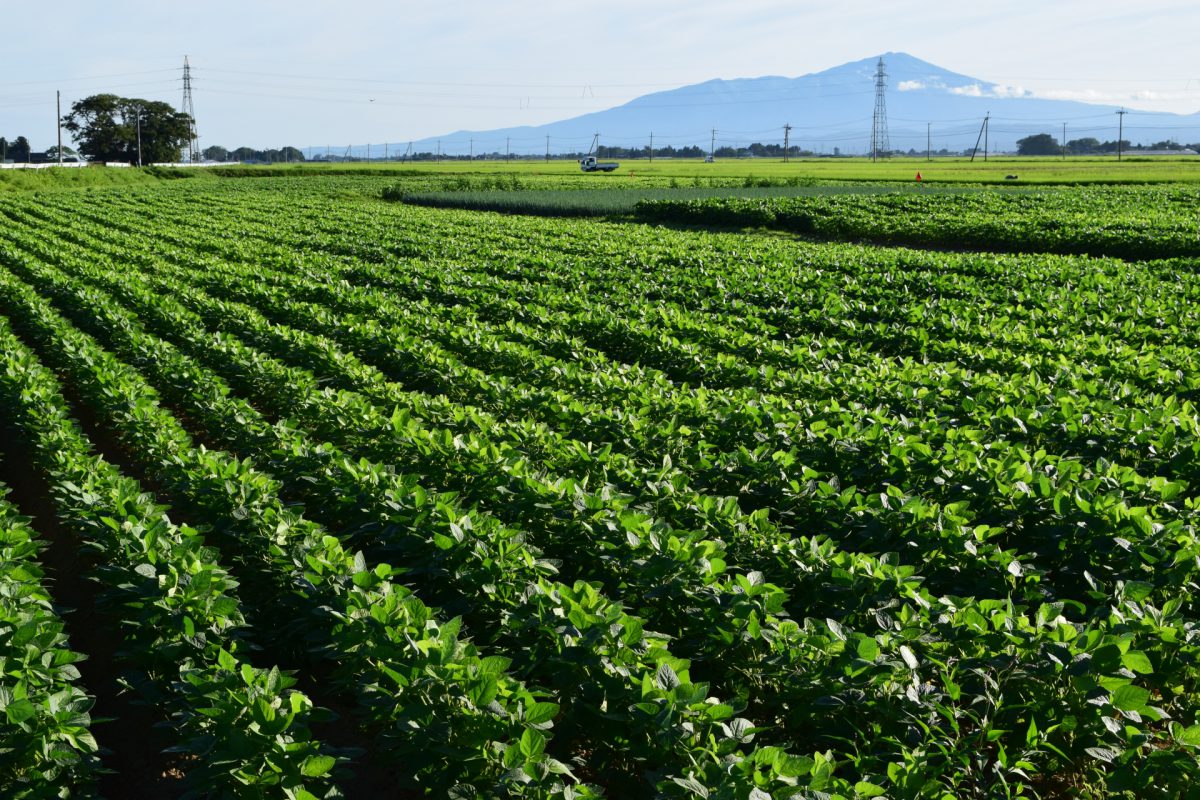 畑を荒らす動物の対策方法とは？おすすめの商品も紹介 | 金沢機工株式会社